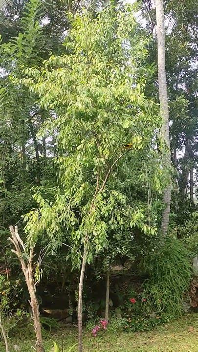 කහ කුරුල්ලා Youtube