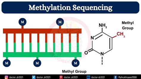 Advanced Dna Methylation Sequencing Targeted Bisulfite Techniques And Cpg Analysis