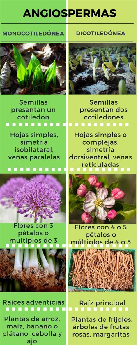 Diferencia Entre Monocotiledóneas Y Dicotiledóneas Diferenciador