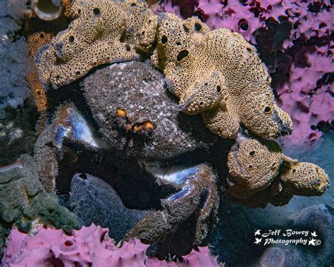 Sponge Crab Jeff Bowey Flickr