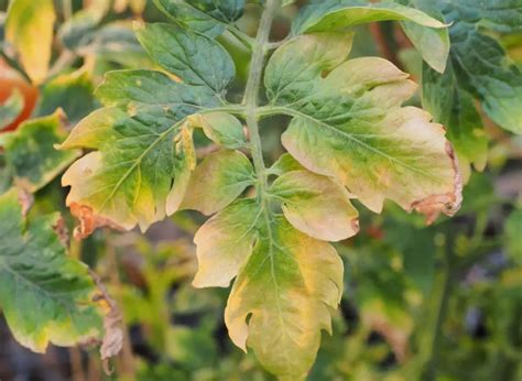 How To Identify Iron Deficiency Symptoms In Plants Heres How Plants Heaven