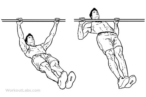 Inverted Rows Reverse Pull Ups Workoutlabs