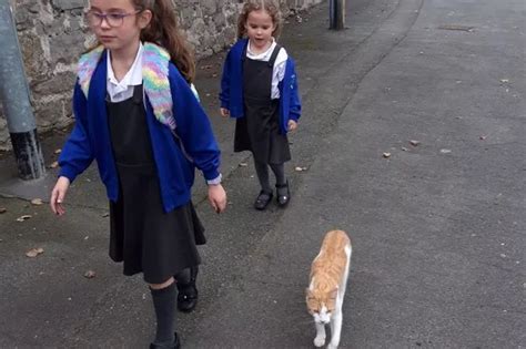 Cat Who Thinks Hes A Student Sneaks Into Photo On School Picture Day