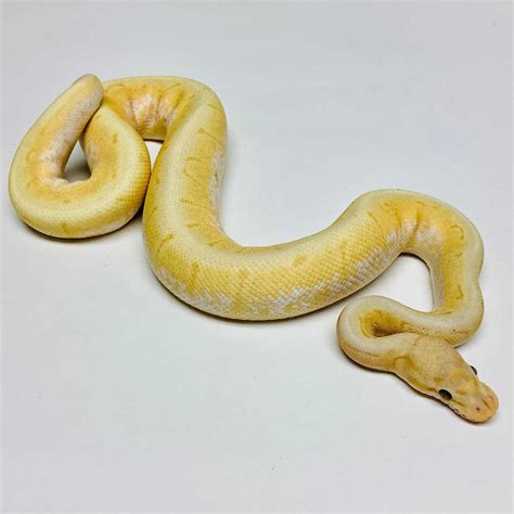 Banana Spinner Ball Python An Exquisite And Unique Reptile Vital Frog