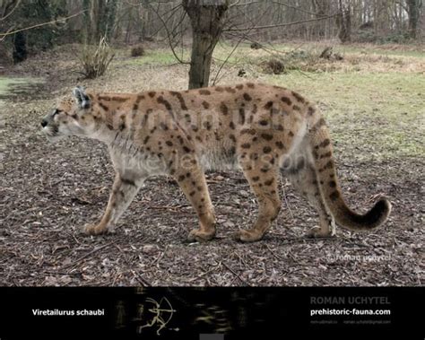 Puma Pardoides Alchetron The Free Social Encyclopedia