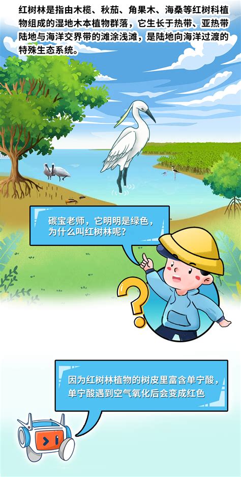 宝安碳索③丨 碳宝游园记：一起去西湾红树林公园捉“碳”吧！ 深圳宝安网