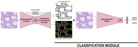 [논문 리뷰] Histopathological Image Classification With Cell Morphology Aware Deep Neural Networks
