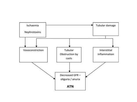 Acute Tubular Necrosis Ppt