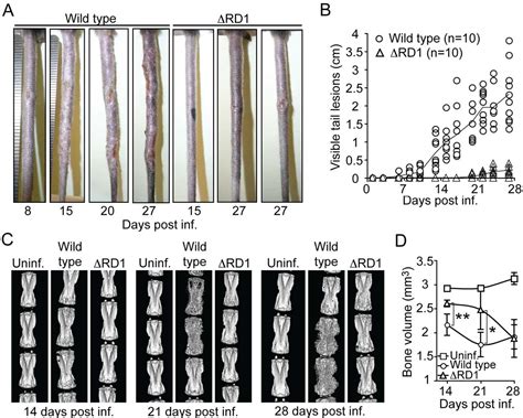 Pdf Host Detrimental Role Of Esx 1 Mediated Inflammasome Activation In Mycobacterial Infection