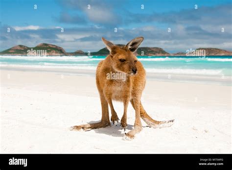 Kangaroo On Lucky Bay Cape Le Grand National Park Australia Stock