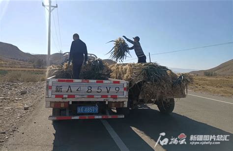 乌鲁木齐市达坂城区农民760吨大葱卖出去了 农户村民东沟乡
