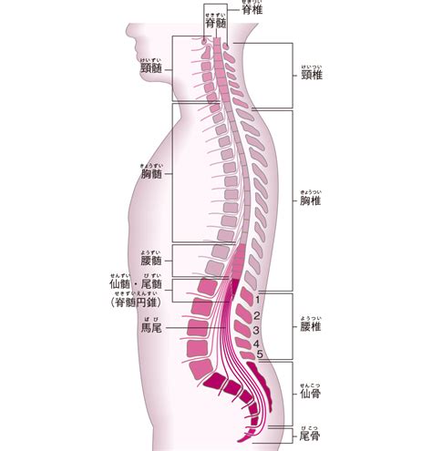 脊髄と脊椎はどう違うの？ 看護roo [カンゴルー]