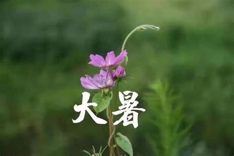 大暑下雨好不好，有什麼預兆，看看農諺怎麼說 每日頭條