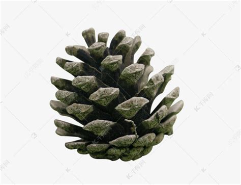 松子松塔素材图片免费下载 千库网
