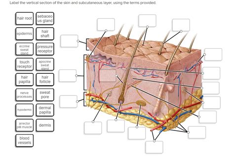 Solved Label The Vertical Section Of The Skin And