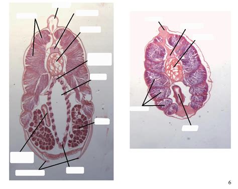 Diagram Of Amphioxus Cross Sections Quizlet