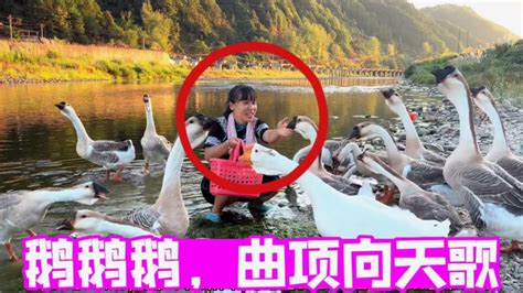鹅鹅鹅，曲项向天歌，人与动物也可以和谐相处！ Youtube