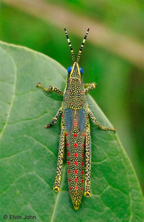 Colorful Grasshopper Artofit