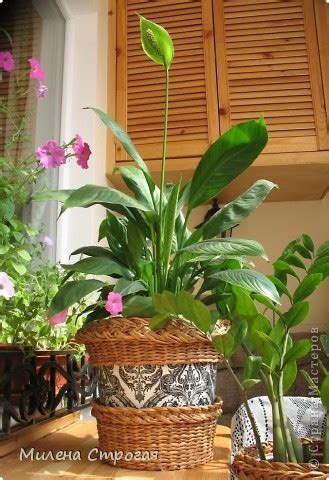 Мастер-класс по плетению из газет кашпо для цветов - Russian-Handmade.com