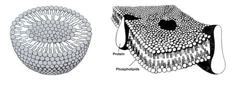 Schematic Representation Of Membranes Liposome Structure Left Panel