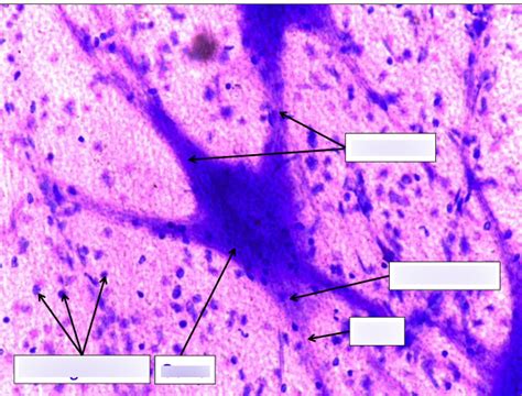 Nervous Tissue Histology 4 Diagram Quizlet