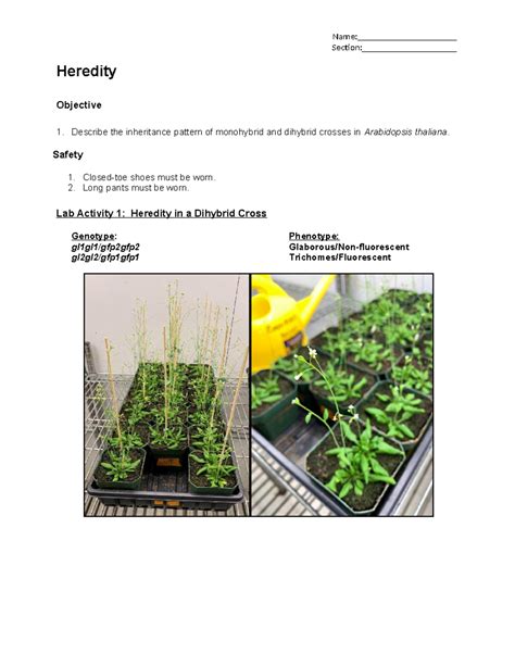 Heredity Simulations V1 Section Heredity Objective Describe The Inheritance Pattern Of