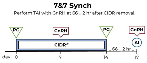 Beef Synchronization Protocols And Their Benefits Abs Global Us