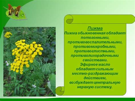 Пижма для бани: свойства, как использовать