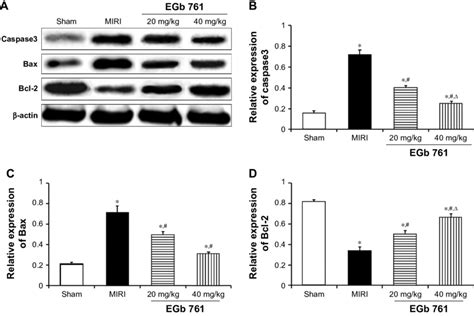 Effect Of Egb 761 On Myocardium Caspase3 Bax Bcl 2 Protein