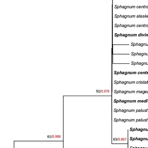 Maximum Likelihood Ml Reconstruction Of The Phylogenetic