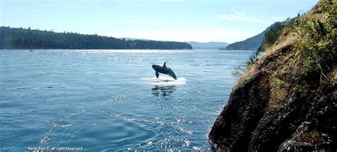 Active Pass Alchetron The Free Social Encyclopedia