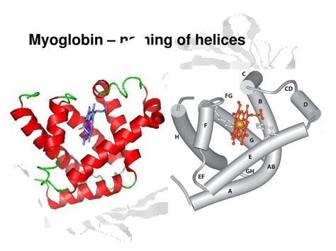 Ppt Protein Function Oxygen Binding Proteins Powerpoint Presentation Id 4331946