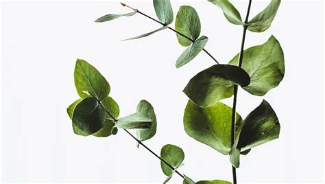 How To Prune Viburnum Fully Explained Inside