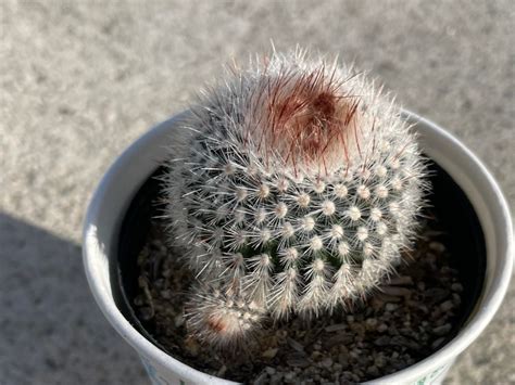 선인장 종류 이름 지식in