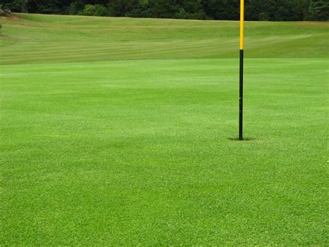 Golf Grass