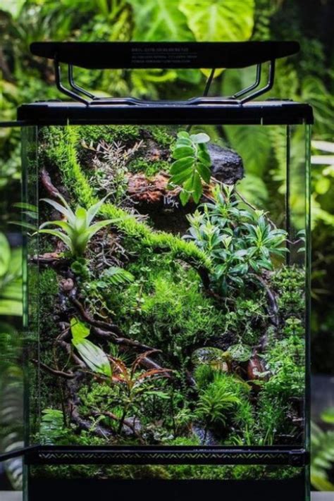 Stunning Tree Frog Terrarium Ideas Tree Frog Terrarium Frog Terrarium Tree Frogs