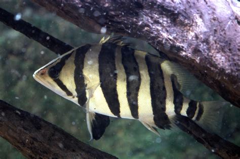 Datnioides Polota • Scheda Dei Pesci