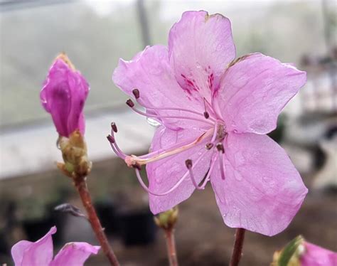 科学网—客来还错认丁香 孙颉的博文