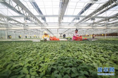 正是农忙时 天山网 新疆新闻门户
