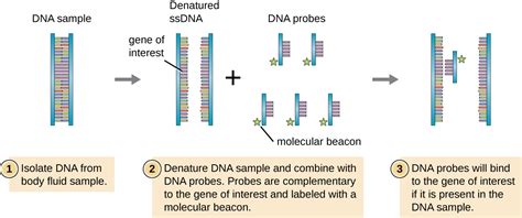 What Is The Difference Between Reverse Transcriptase PCR RT PCR Jobilize
