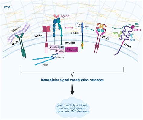 Extracellular Matrix Location Trends In Extracellular Matrix Biology