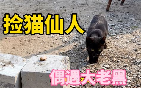 捡猫只有一次和无数次 香灰是真爱 香灰是真爱 哔哩哔哩视频