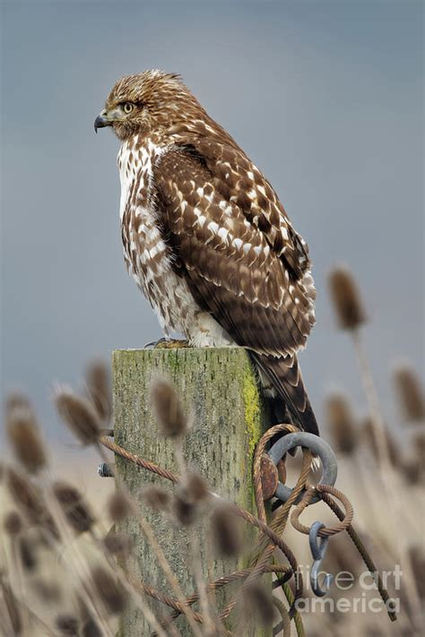 Juvenile Red Tailed Hawk Tail