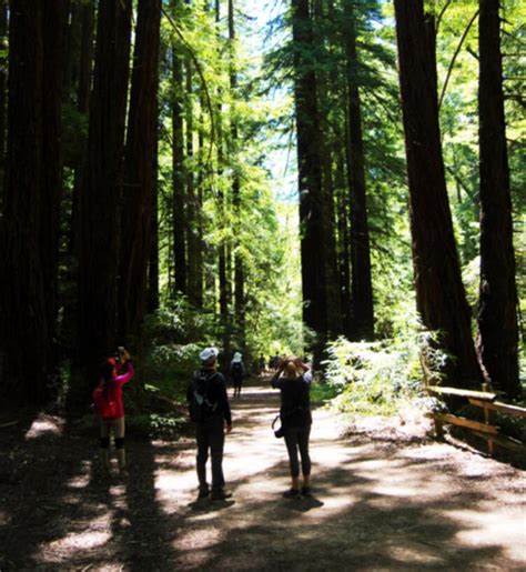 初夏之行：4月30日东湾reinhardt Redwood Regional Park红木林爬山召集 湾区黄页群