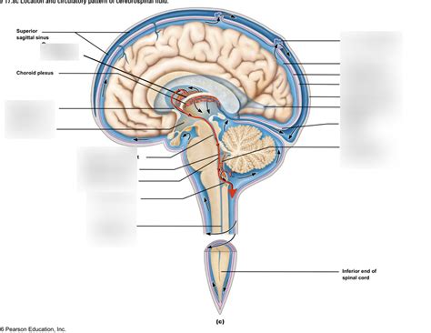Cerebrospinal Fluid Path Diagram Quizlet