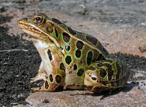 Northern Leopard Frog