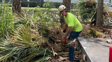 How To Transplant A Tree A Step By Step Guide From The Pros