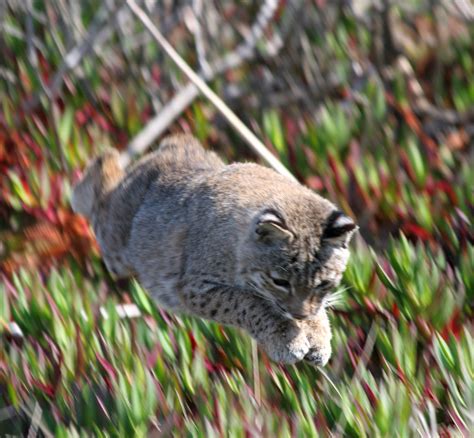 Bobcat Hunting Step 4 Keep Your Eyes On The Prize Flickr