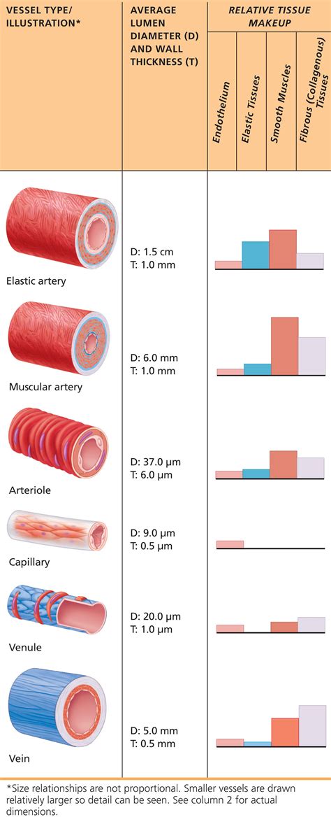Major Blood Vessel Chart This Diagram Shows The Aorta And The Major