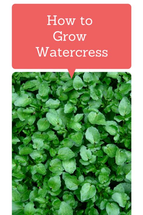 How To Grow Watercress Watercress Edible Wild Plants Herbs